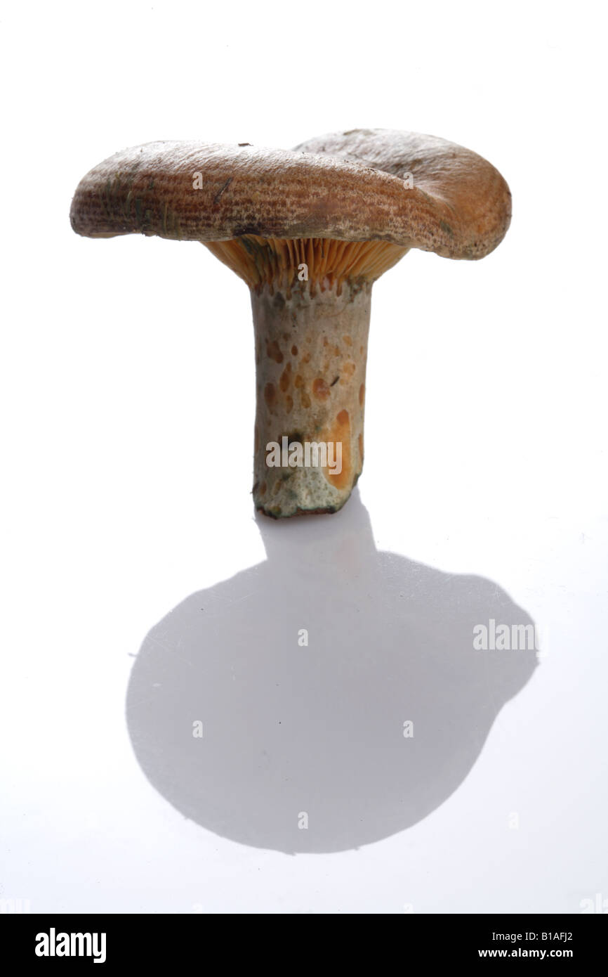 Niscalos lactarius deliciosus robellon rovello Stock Photo - Alamy