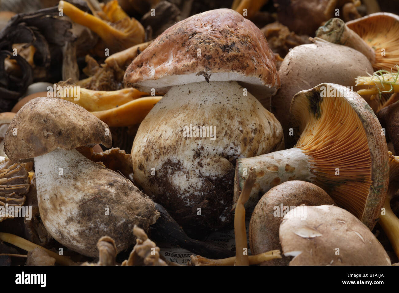 Assortment of wild mushrooms Stock Photo - Alamy