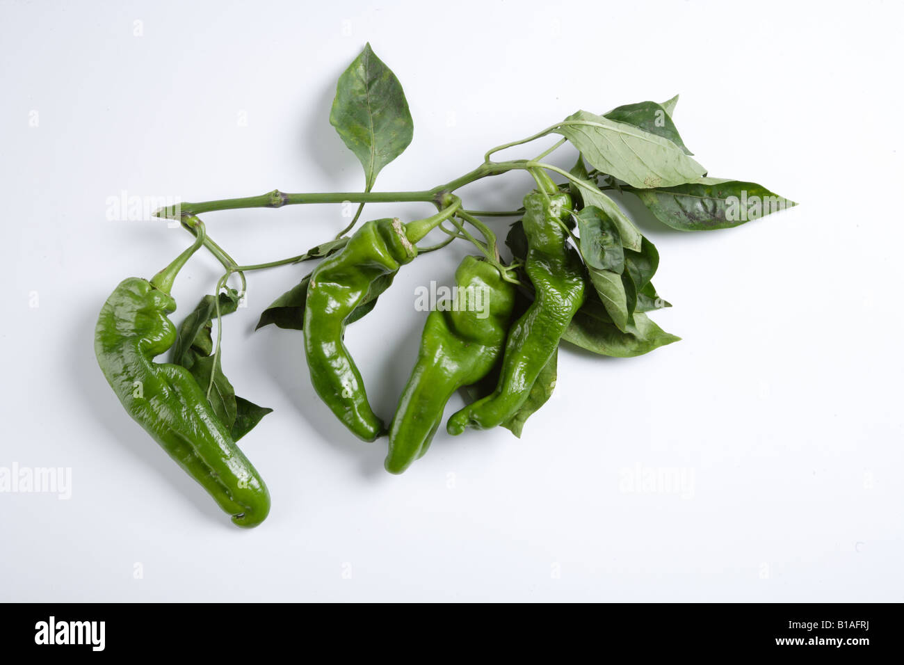 Green peppers on white hi-res stock photography and images - Alamy