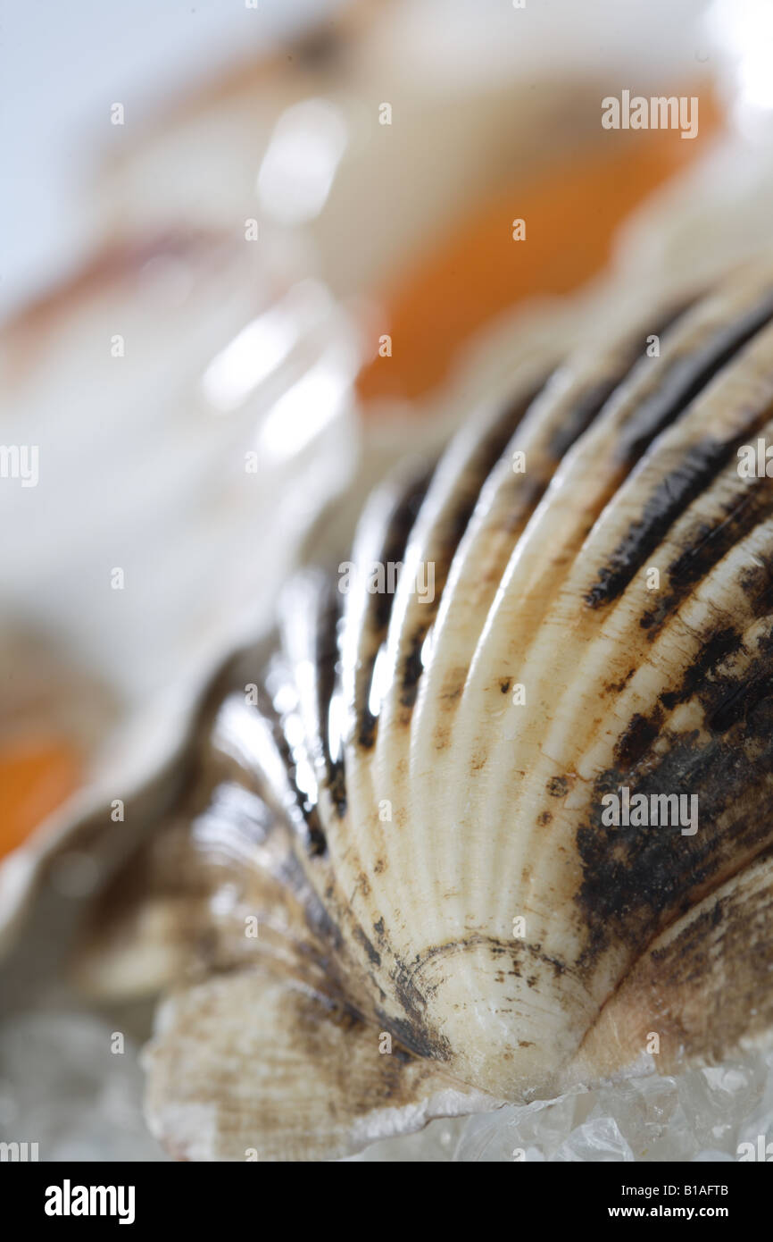 Scallop shell close up Stock Photo - Alamy