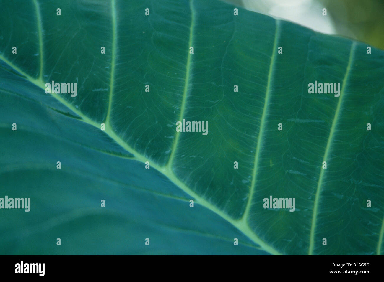 Leaf blade hi-res stock photography and images - Alamy