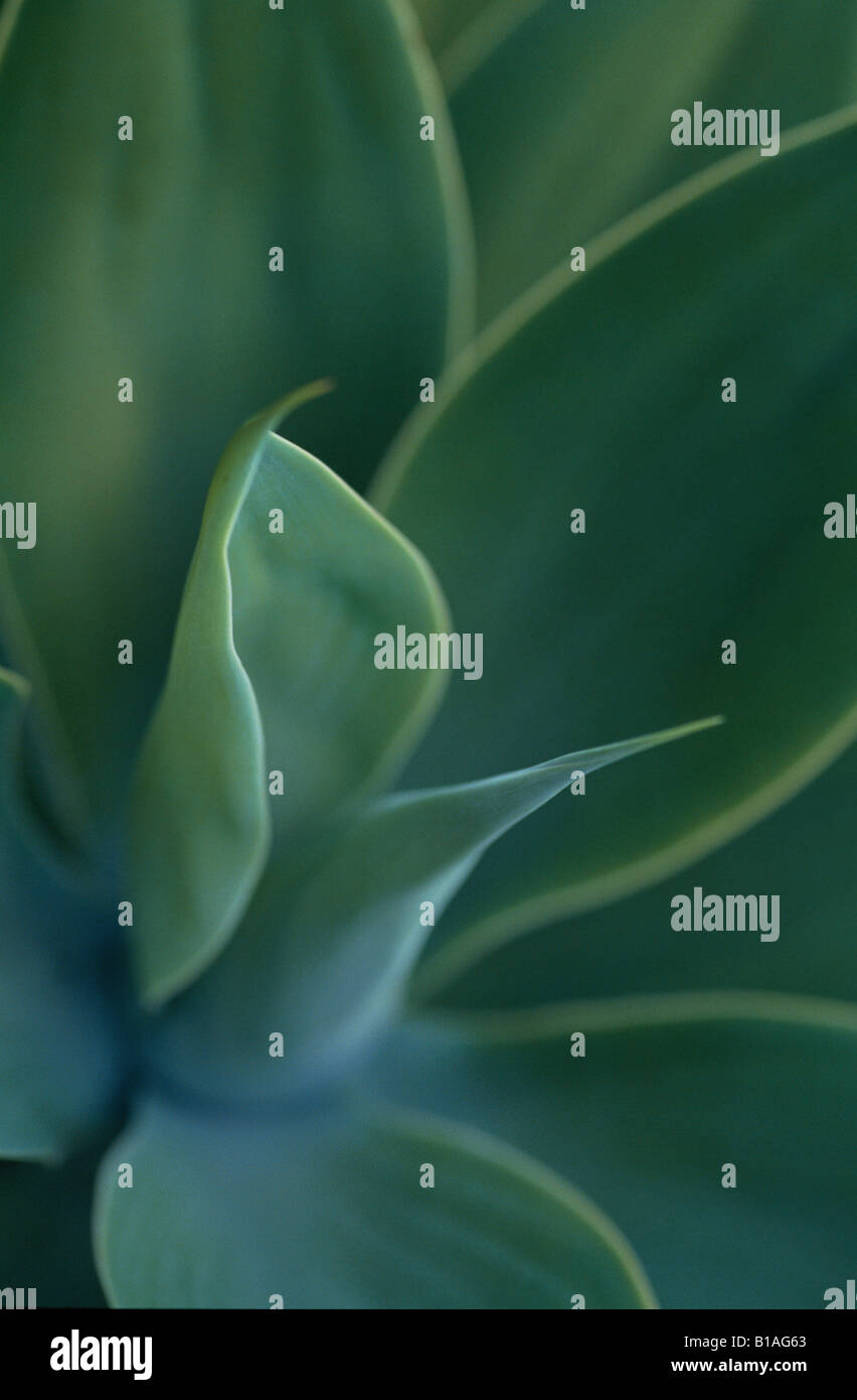 Leaf blades hi-res stock photography and images - Alamy