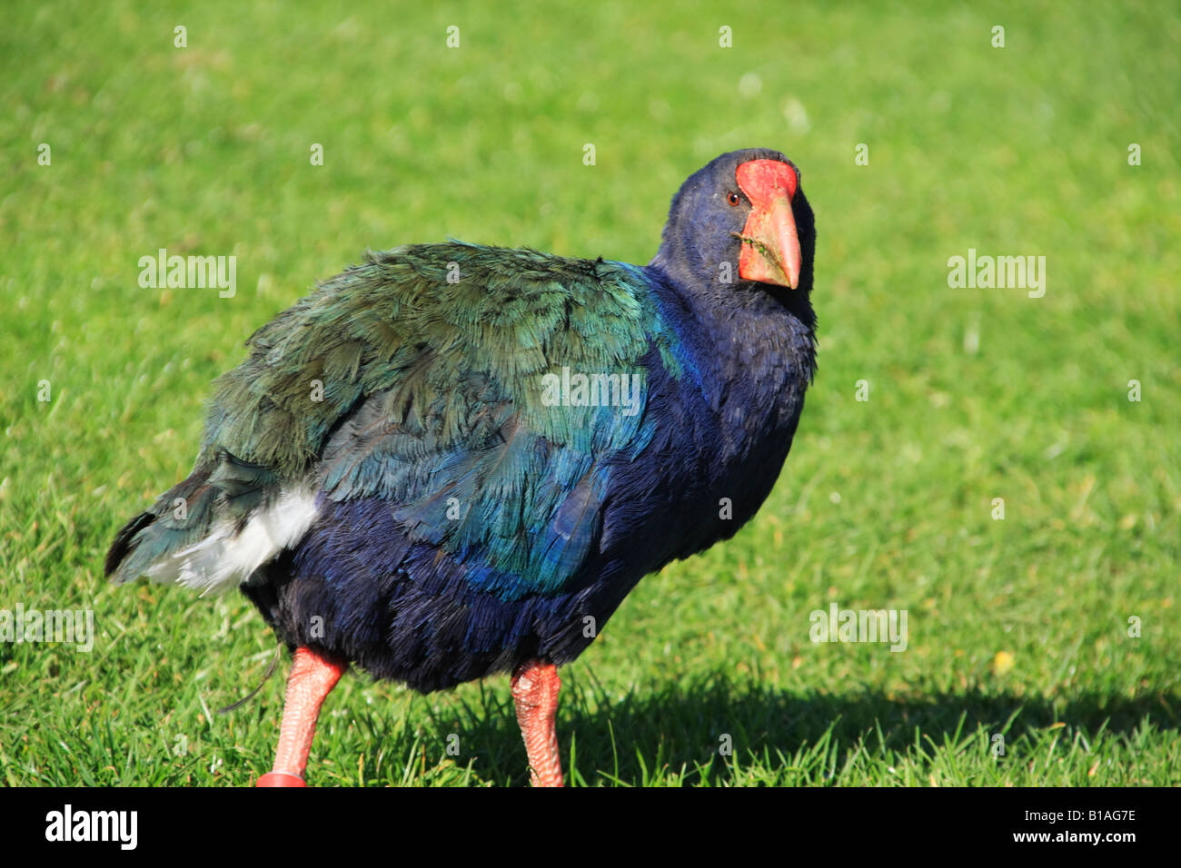 Takahe Bird