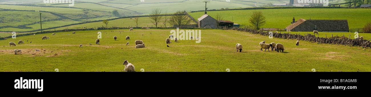 sheep animal farm farming agriculture wool livestock animal Stock Photo ...