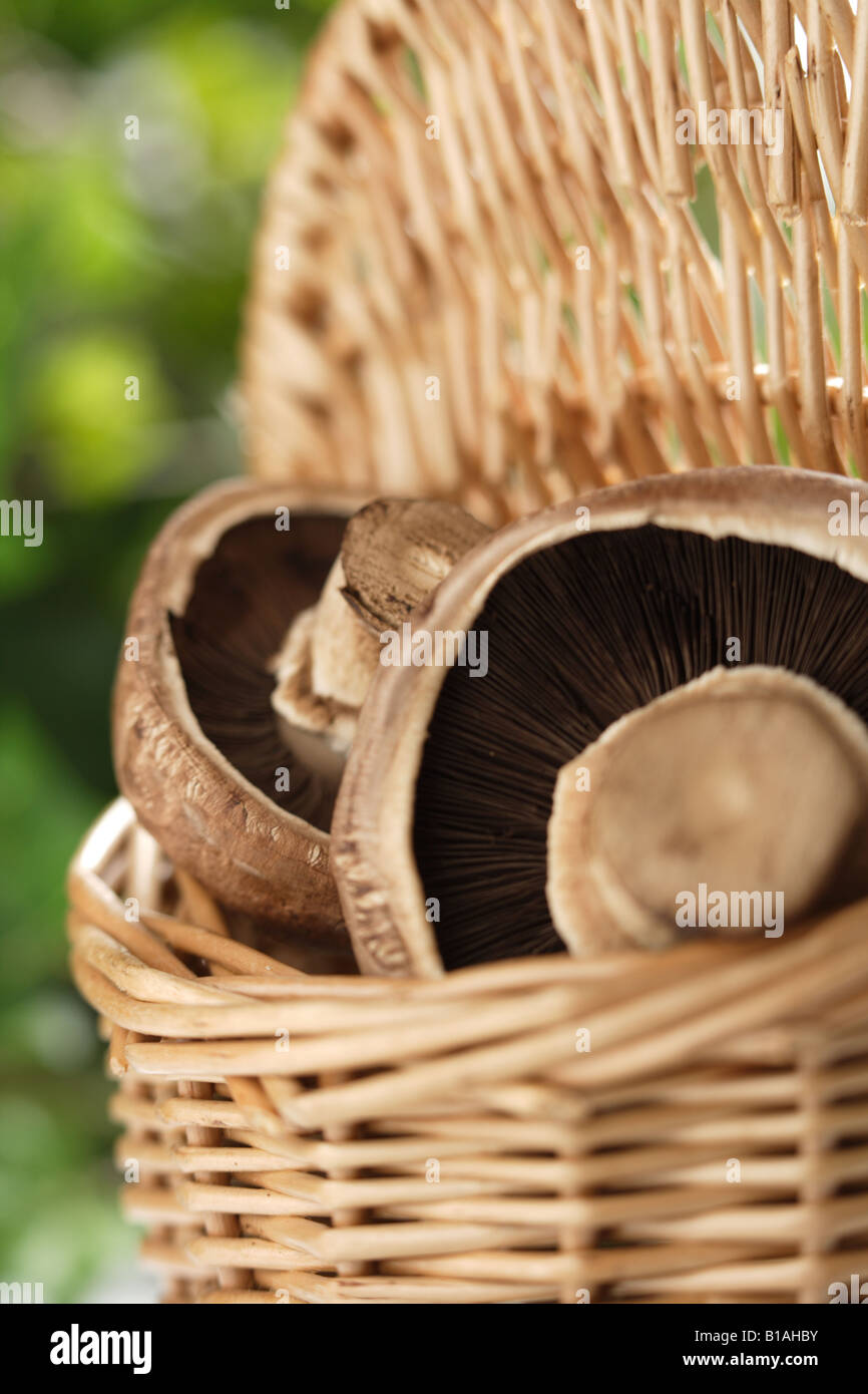 Mushrooms close up Stock Photo - Alamy