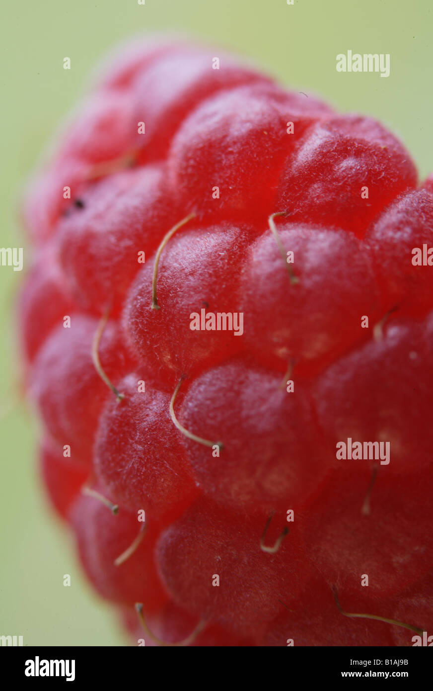 A raspberry close up Stock Photo - Alamy