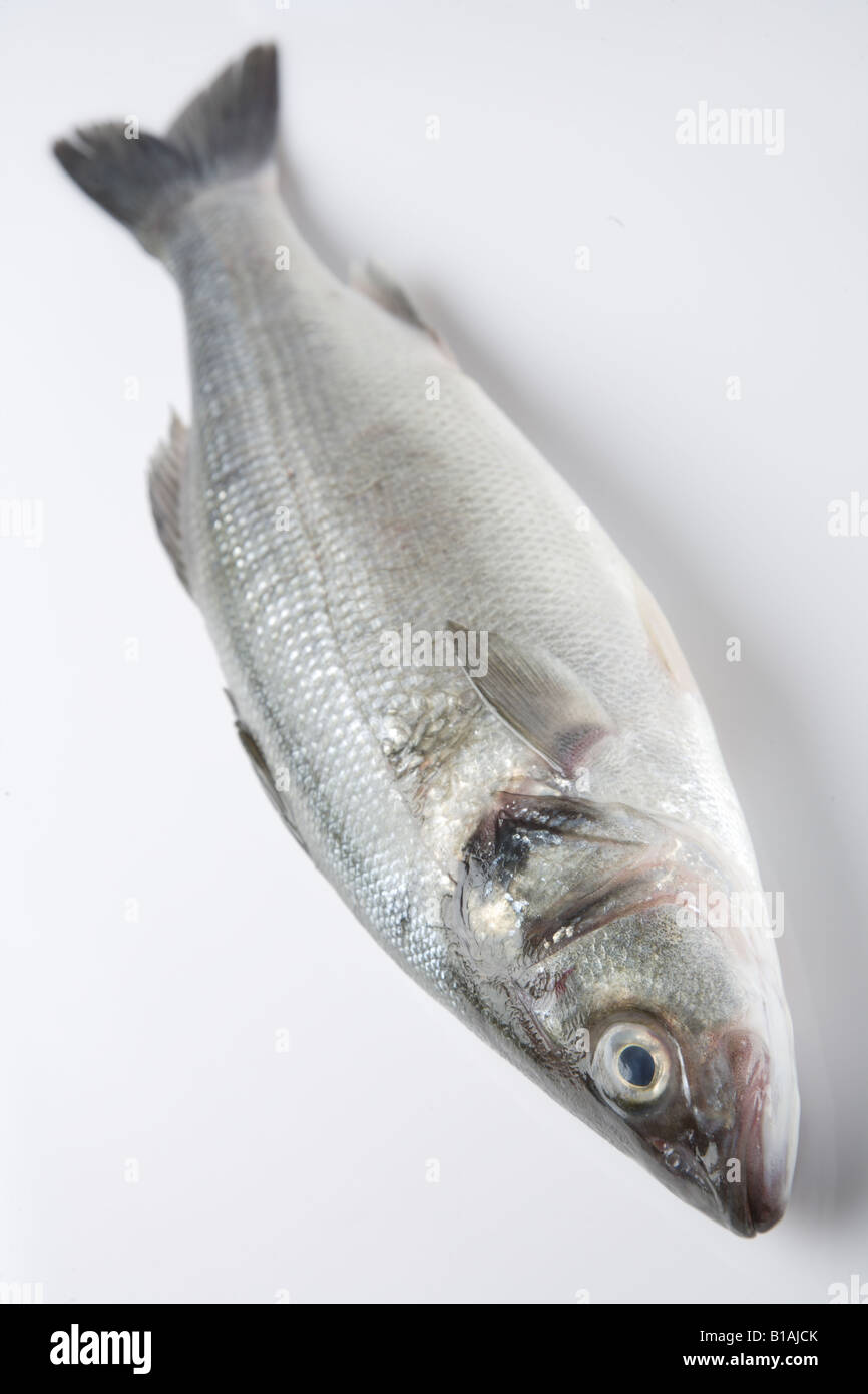 Sea bass basses hi-res stock photography and images - Alamy