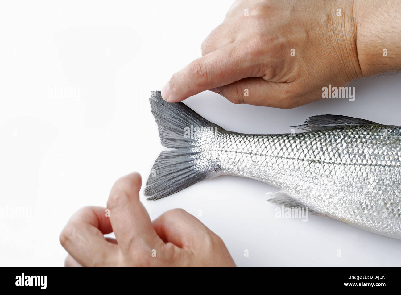 Sea bass fluke close up Stock Photo - Alamy