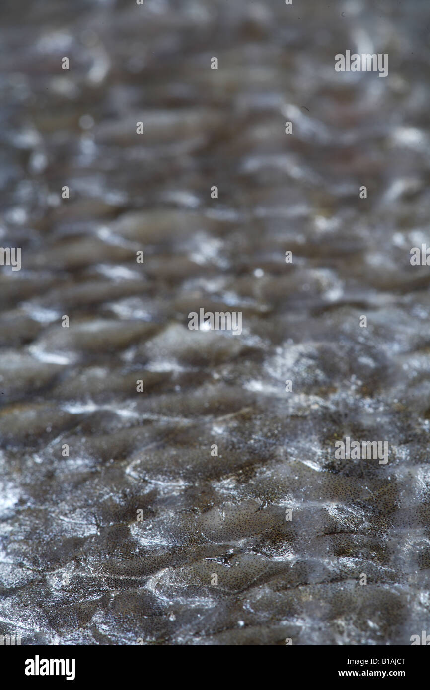 Fish skin close up Stock Photo - Alamy