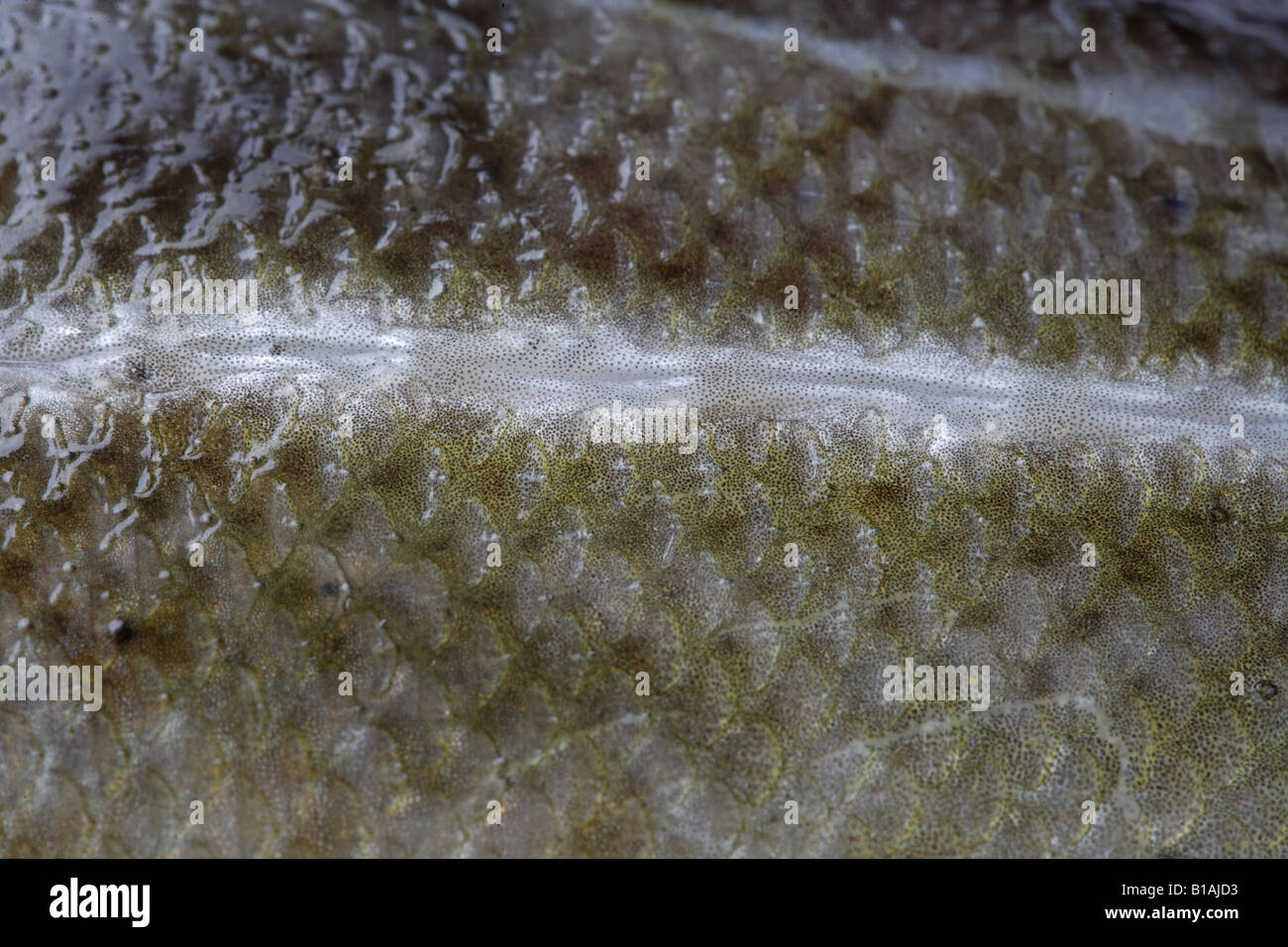 Cod skin close up Stock Photo - Alamy