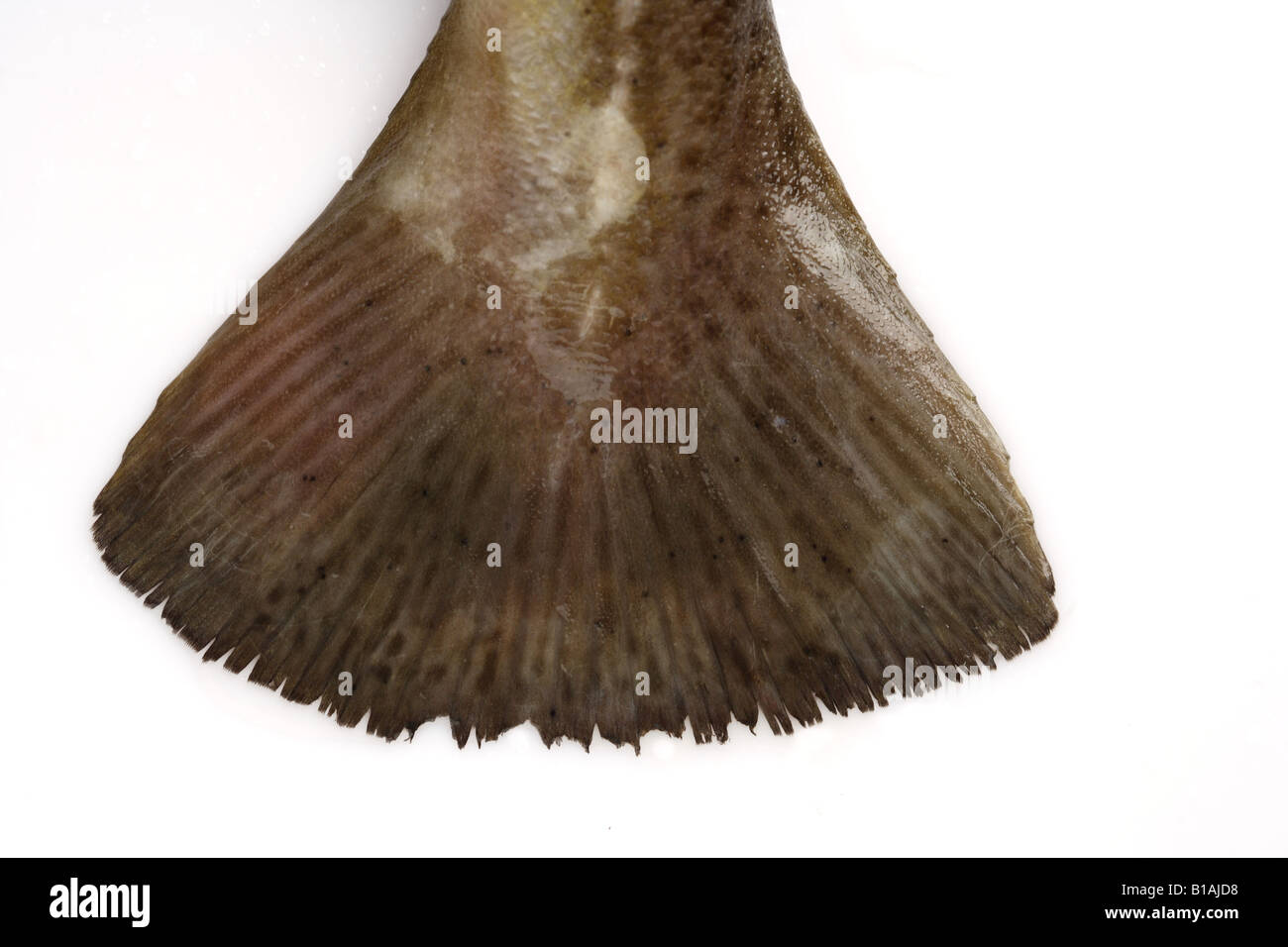 Cod tail close up Stock Photo - Alamy