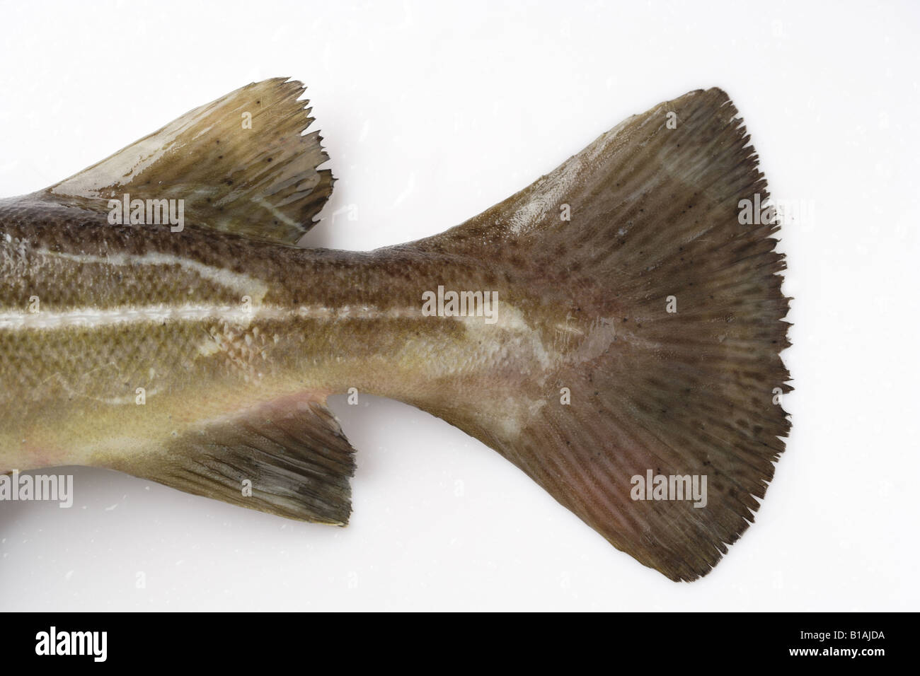 Cod tail close up Stock Photo - Alamy