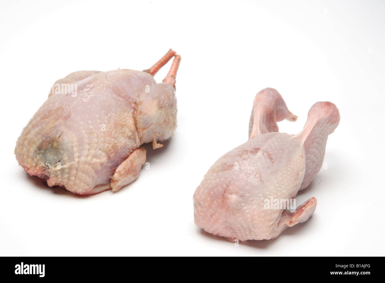 Two quails hi-res stock photography and images - Alamy
