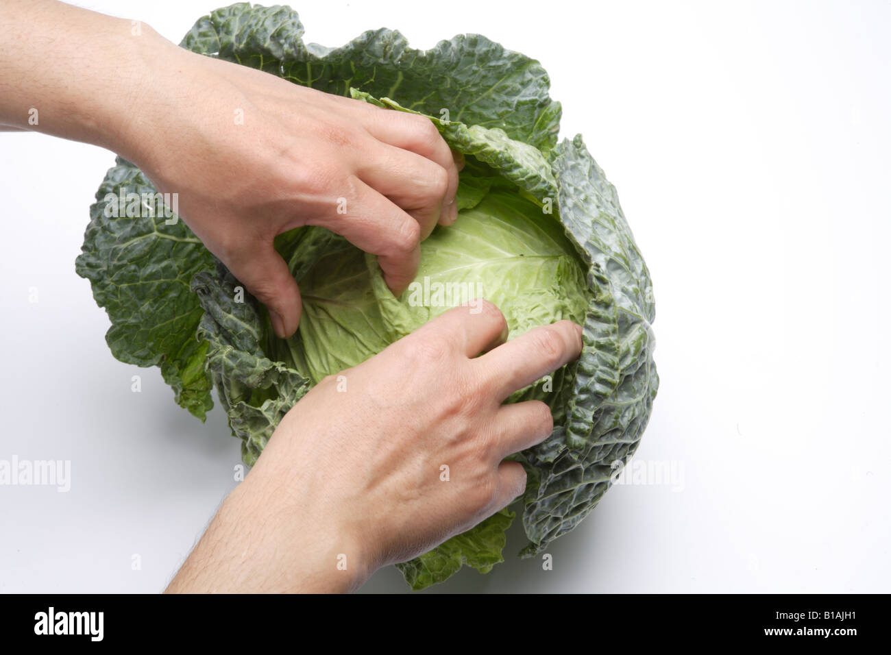 Cleaning a cabbage Stock Photo - Alamy