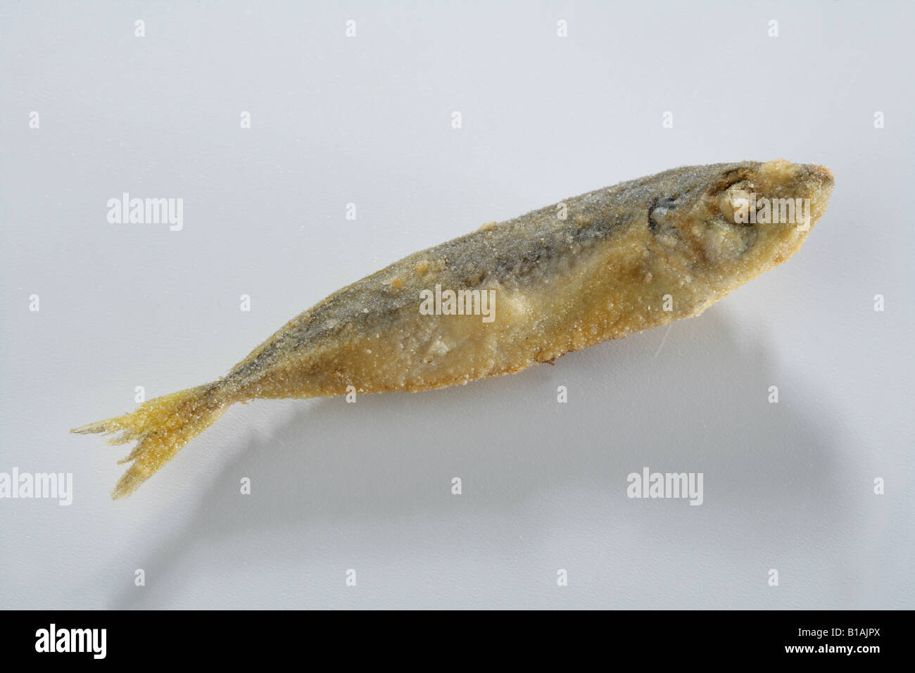 Rough shad hi-res stock photography and images - Alamy