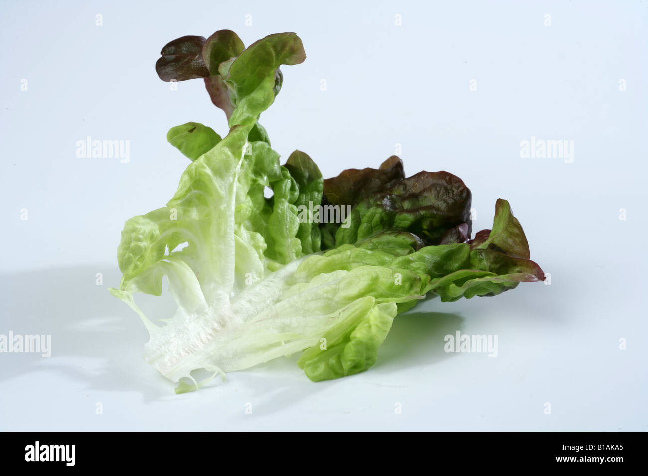 Red whi hi-res stock photography and images - Alamy