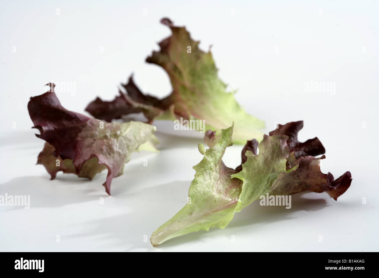 Red Leaf Lettuce Lollo Rosso Stock Photo - Alamy