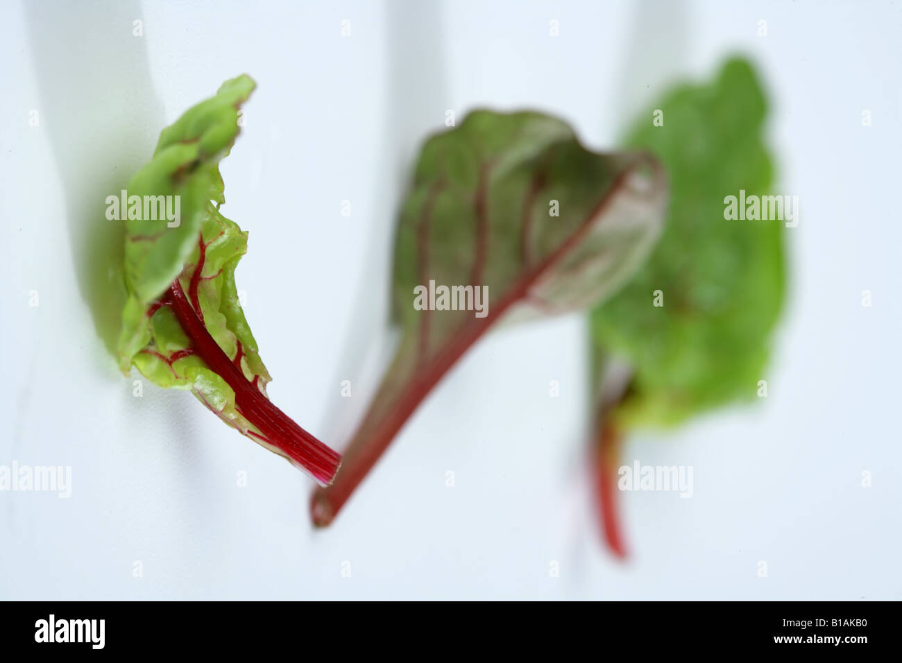 Leaf of red Swiss chard Stock Photo - Alamy