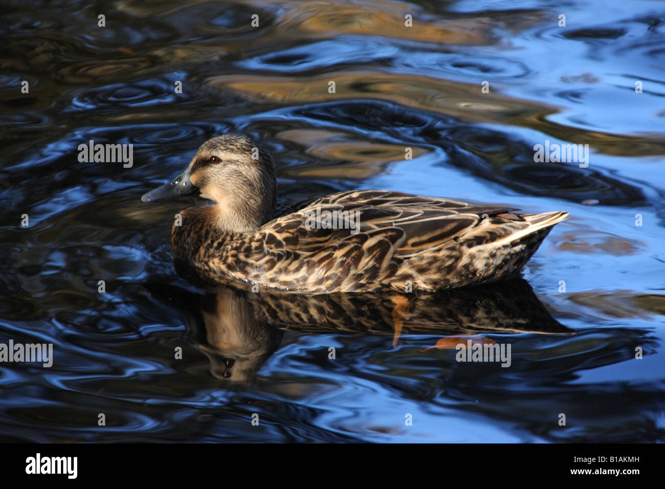 Mallard duck in Domain Park, Auckland Stock Photo - Alamy