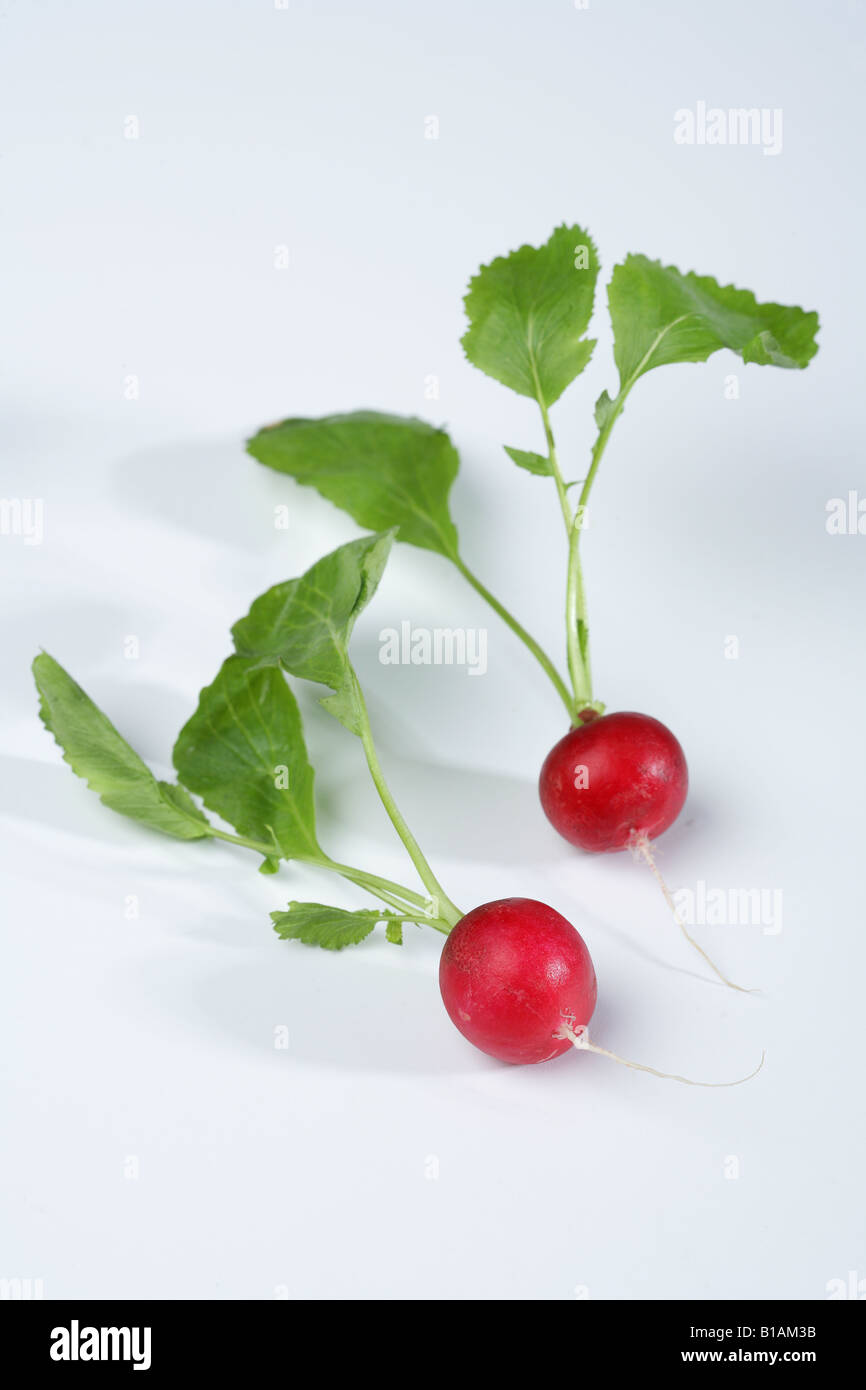 Two radishes on white background Stock Photo - Alamy