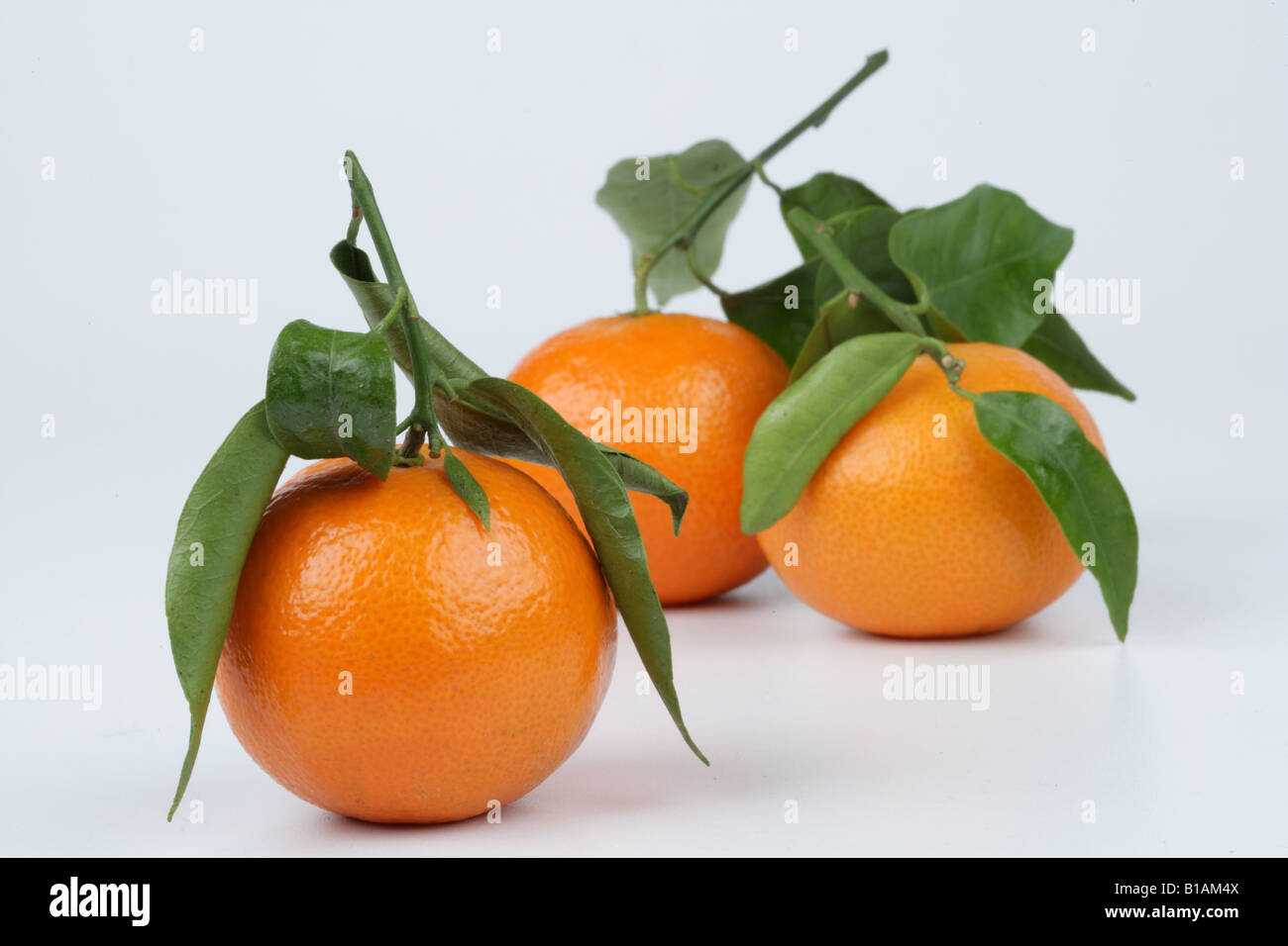 Three tangerines with their leaves on white background Stock Photo - Alamy