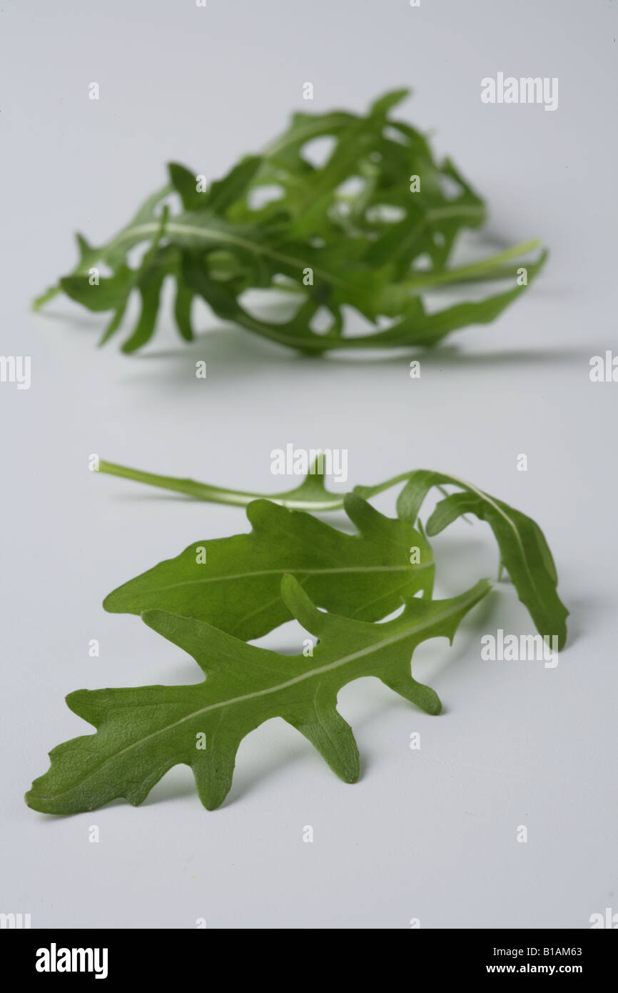 Rocket leaf on white background Stock Photo - Alamy
