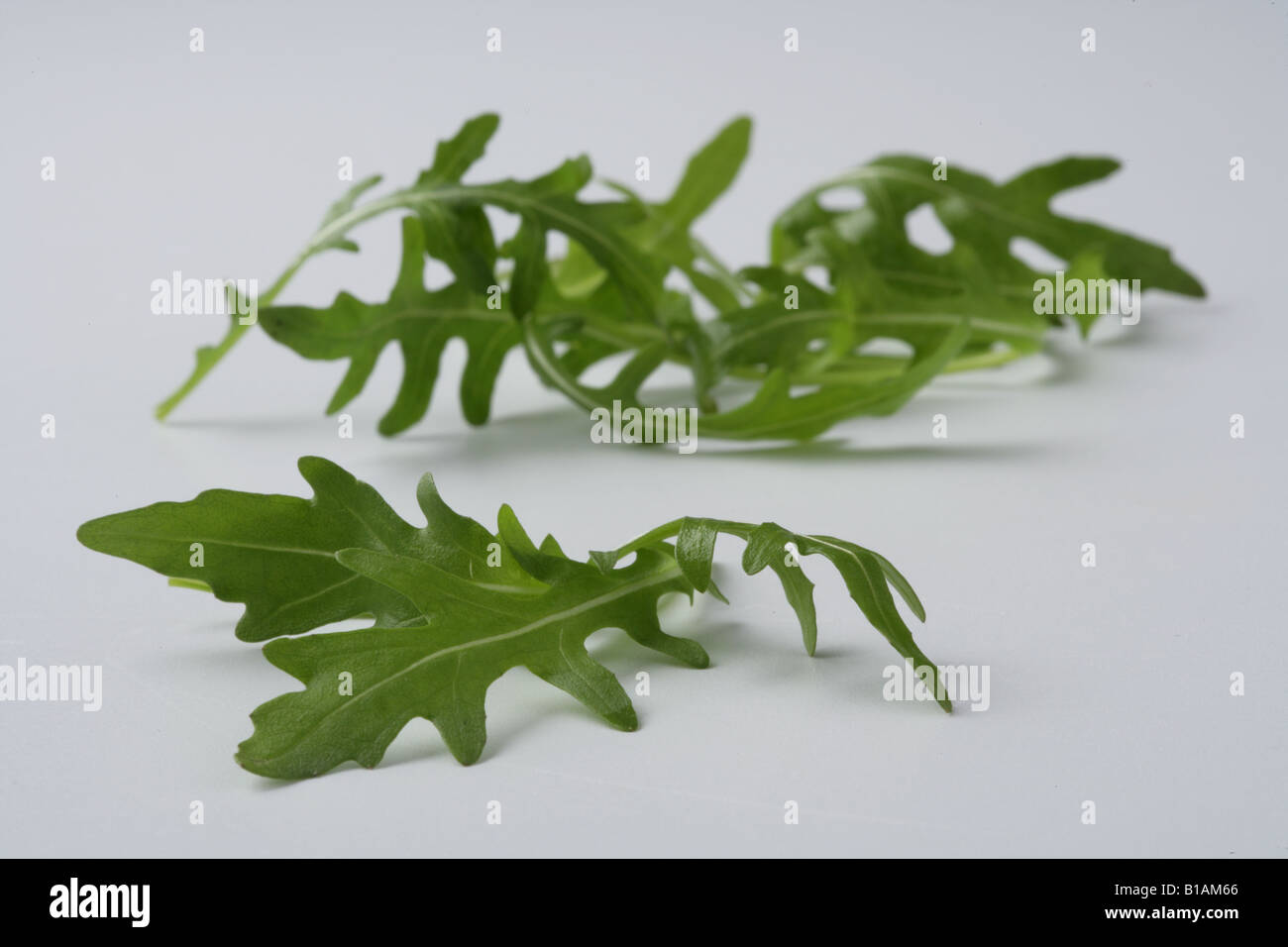 Rocket leaf on white background Stock Photo - Alamy