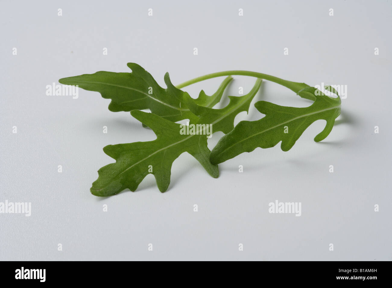 Rocket leaves on white background Stock Photo - Alamy