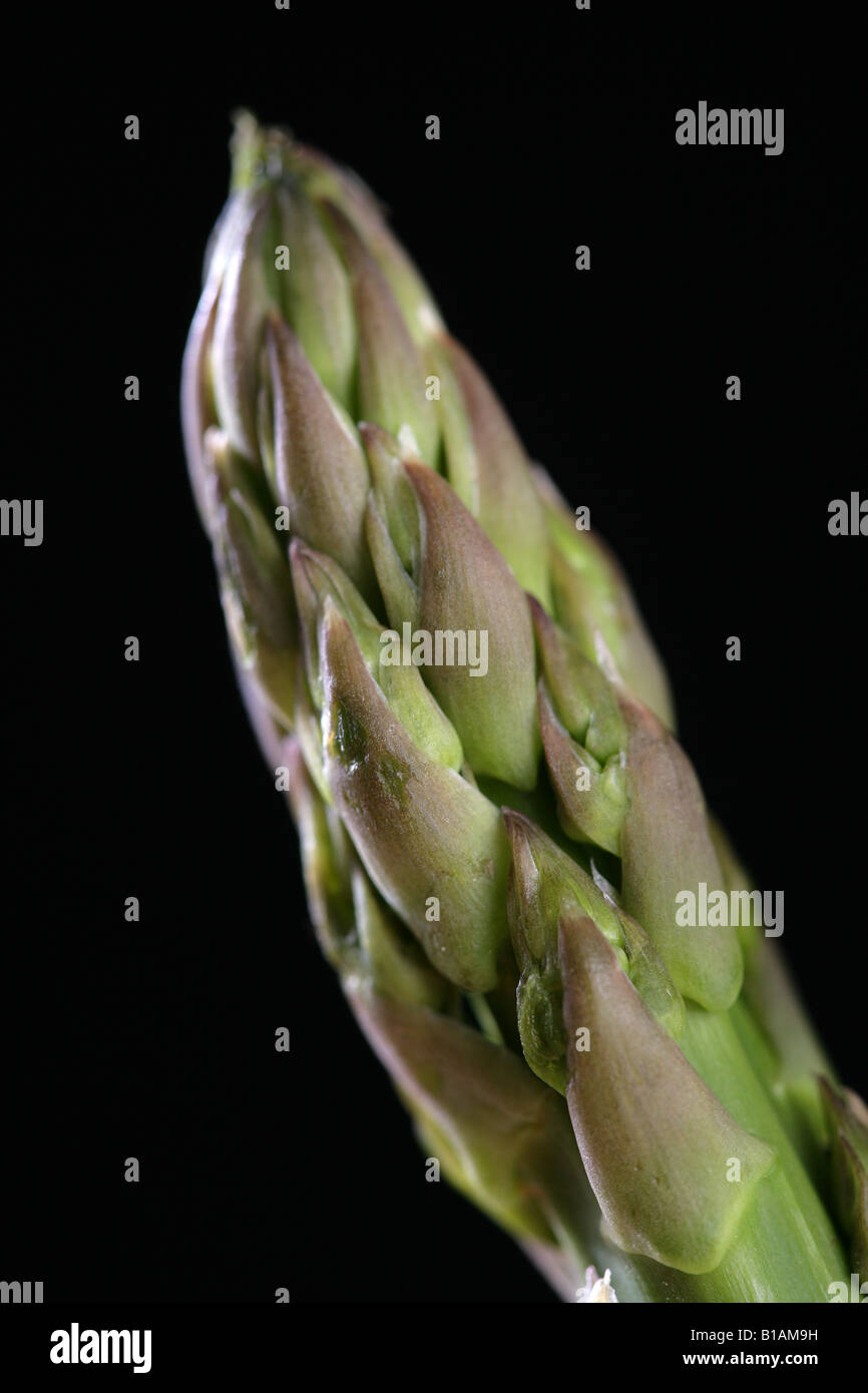 Asparagus ends hi-res stock photography and images - Alamy