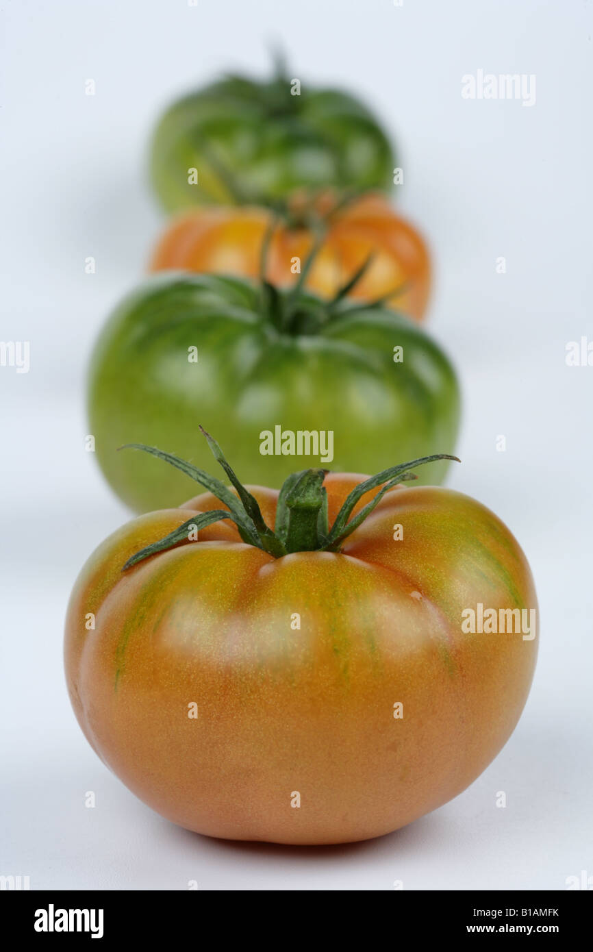 Four tomatoes (two red and two green) with a perspective on white ...