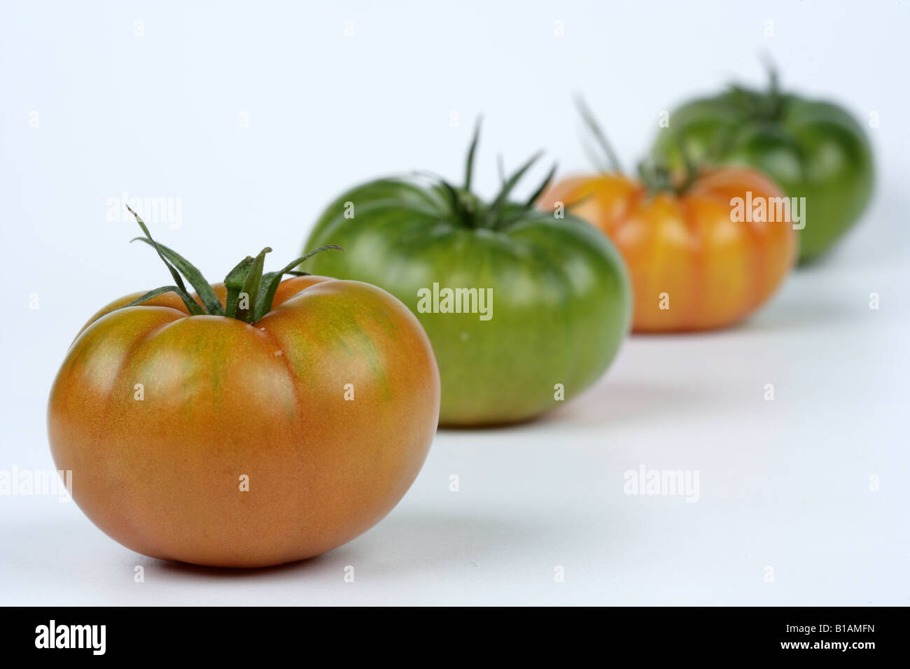 Four tomatoes (two red and two green) diagonally on white background ...