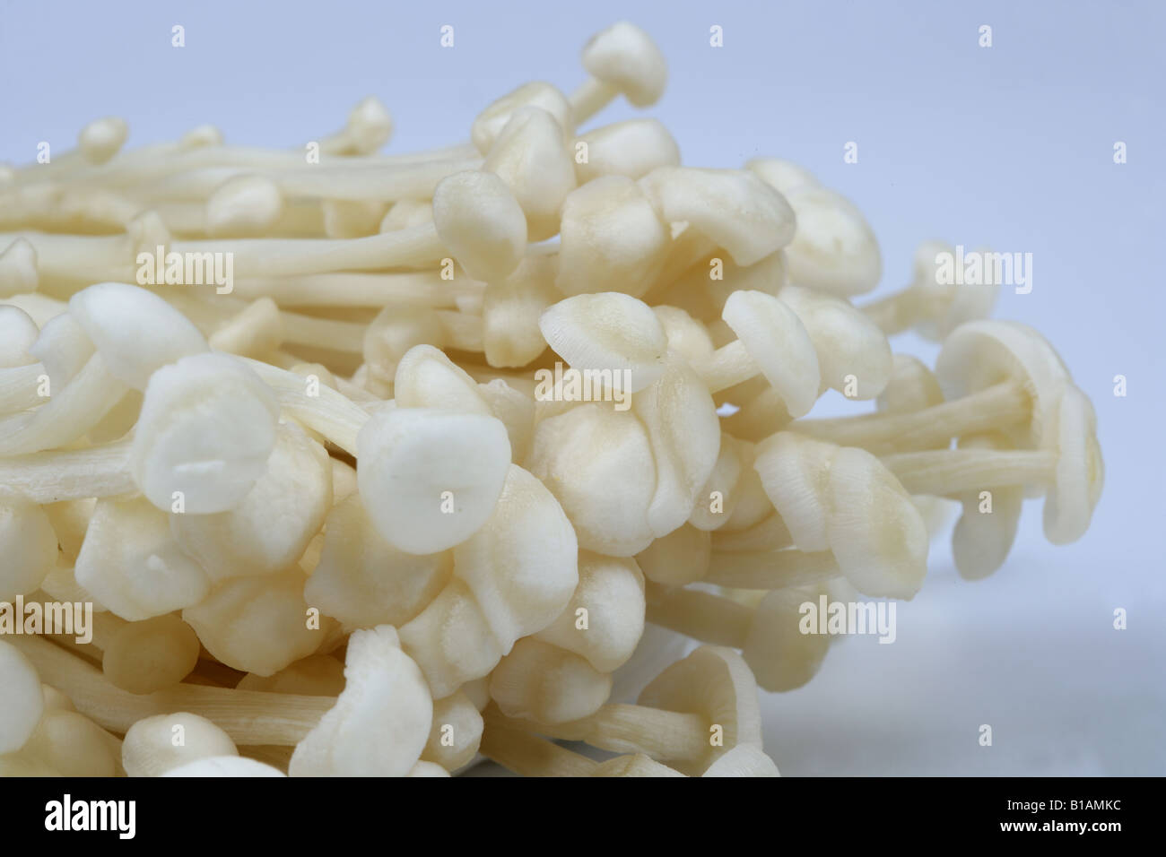 Enoki mushrooms (close up Stock Photo - Alamy