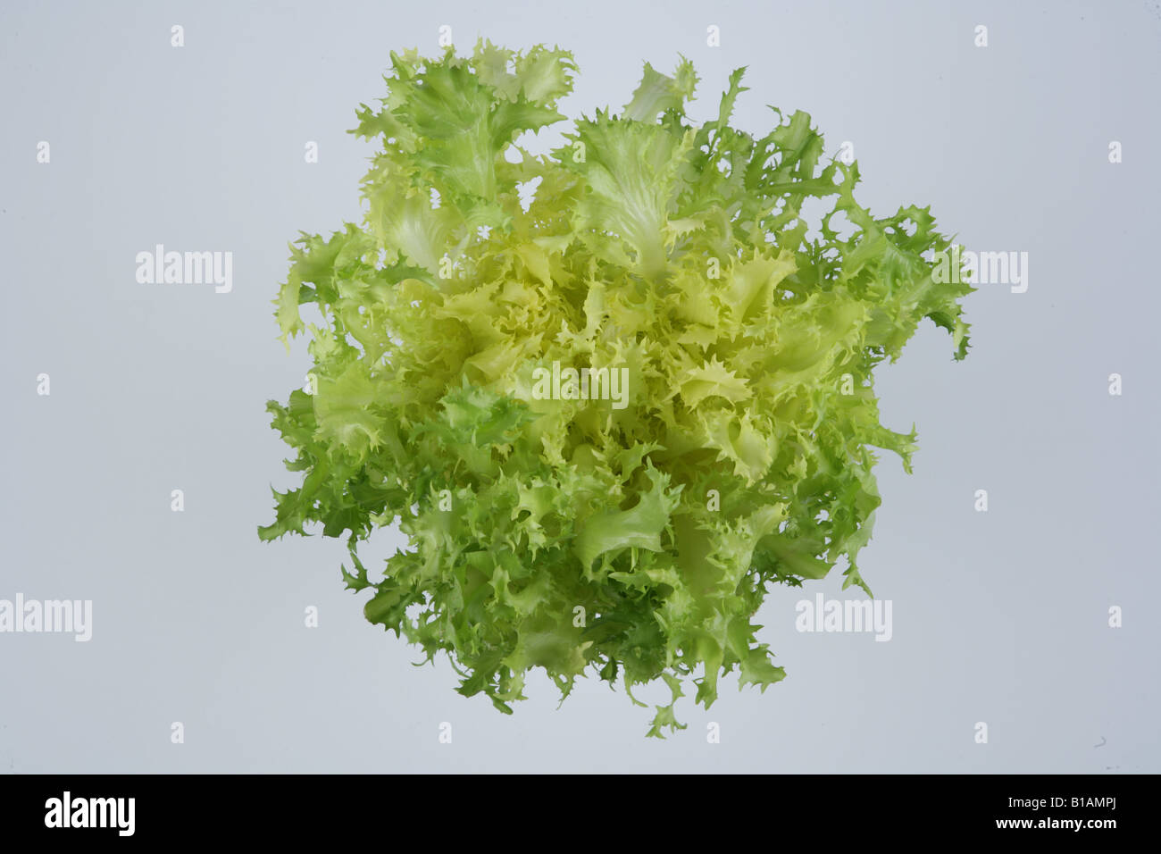 Curly endive or frisée on white background Stock Photo - Alamy