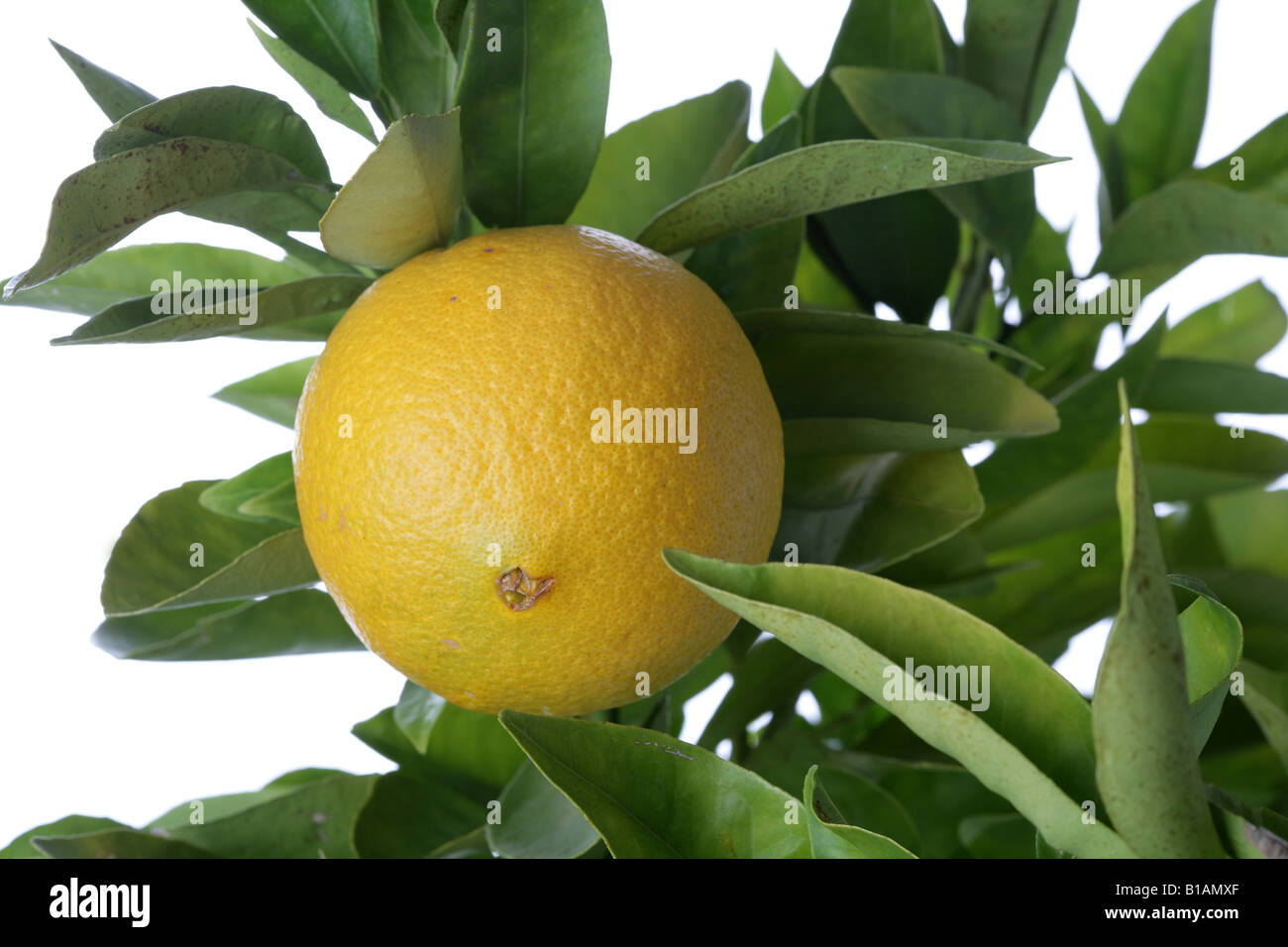 Orange tree with one orange (close up Stock Photo - Alamy