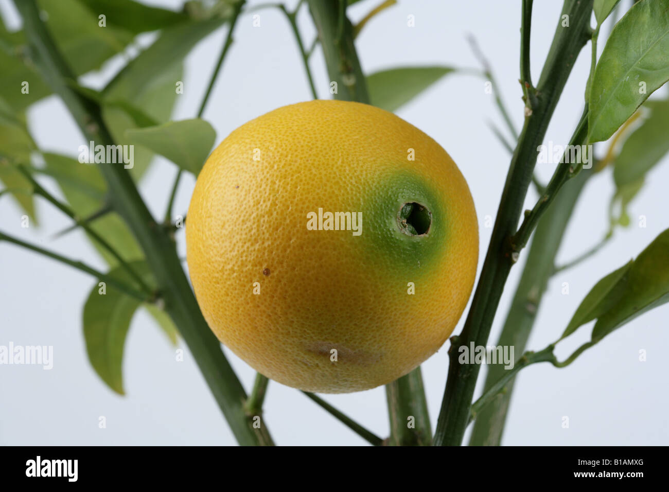 Orange tree with one orange (close up Stock Photo - Alamy
