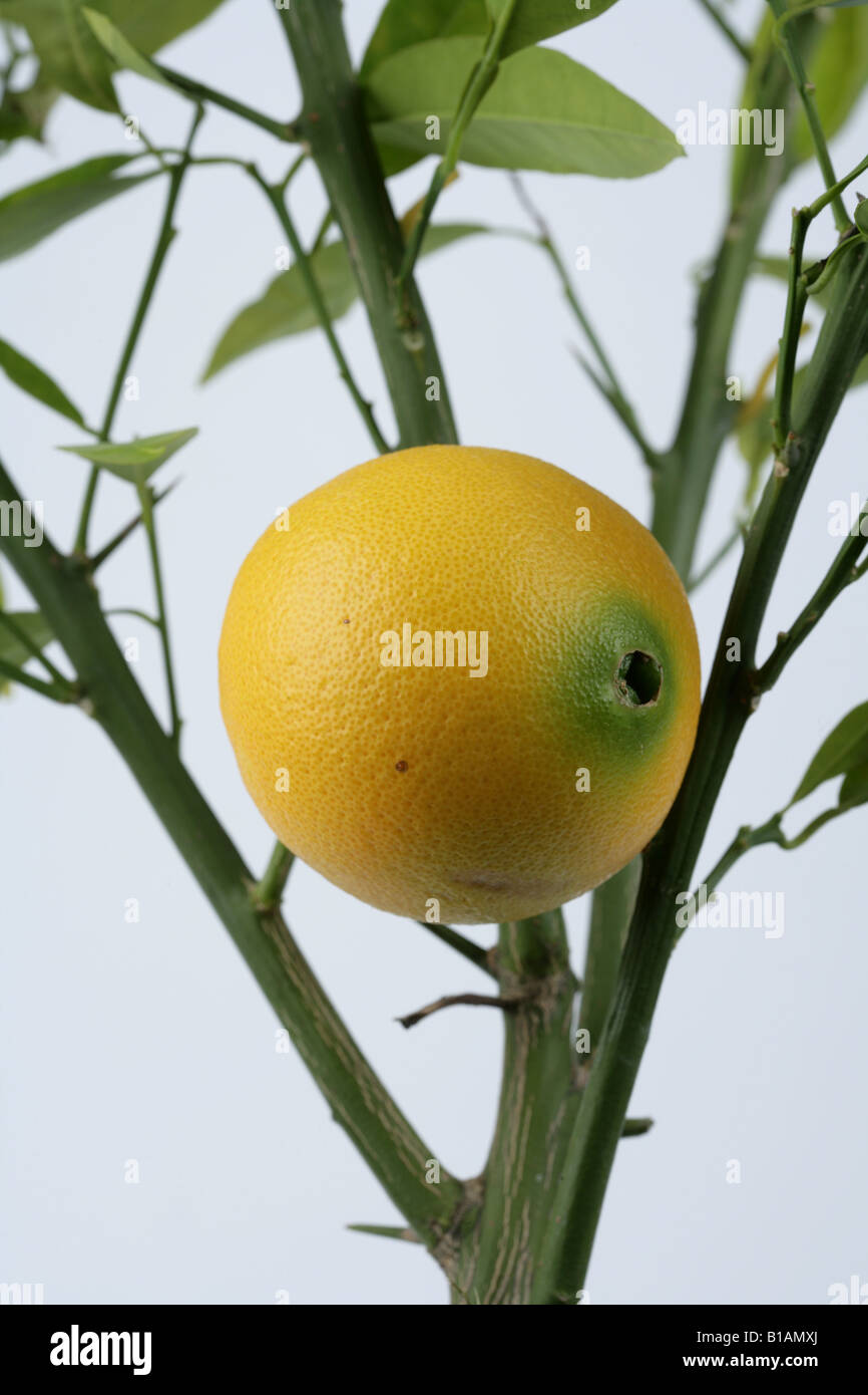 Orange tree with one orange (close up Stock Photo - Alamy