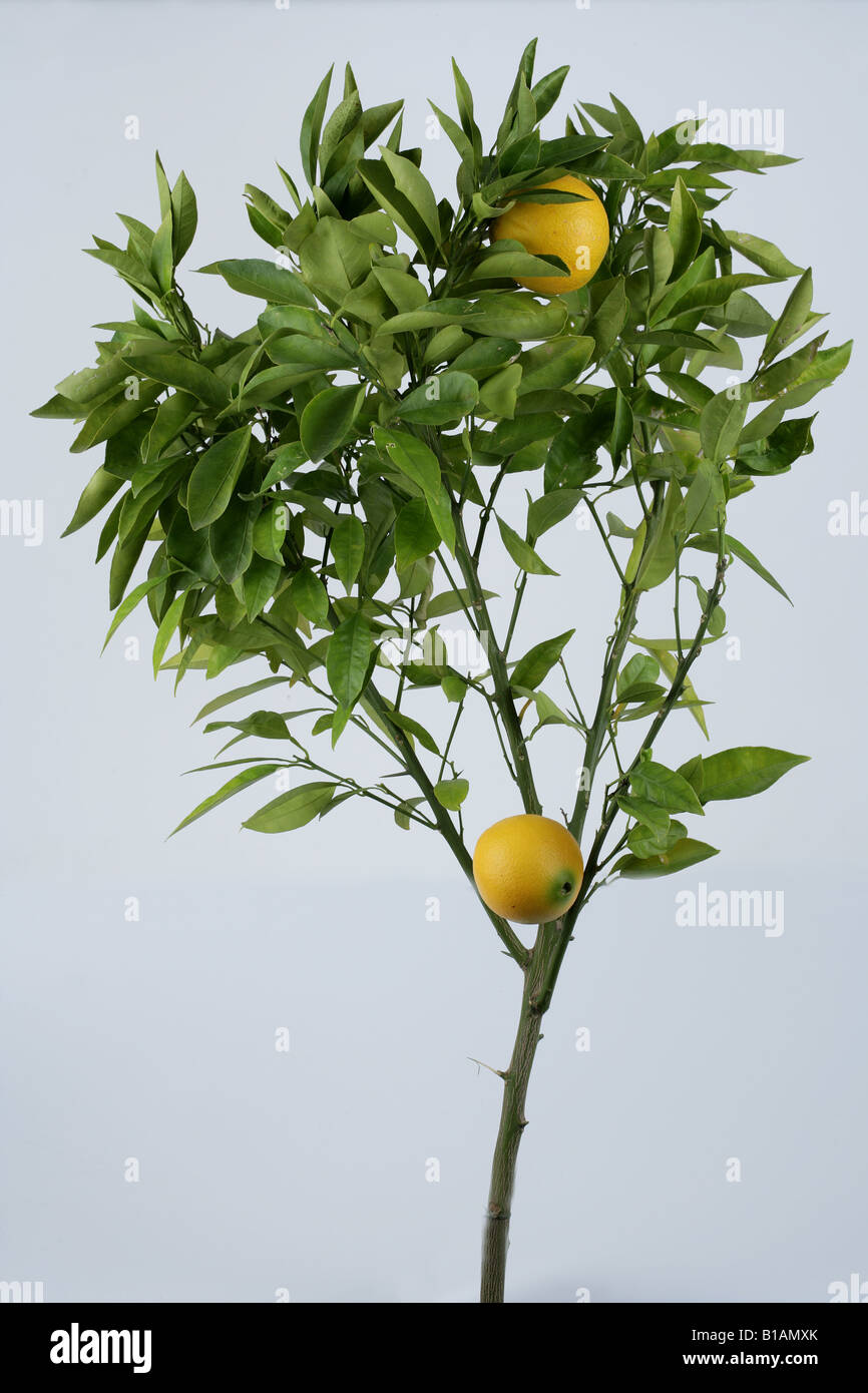 Orange tree with oranges Stock Photo - Alamy