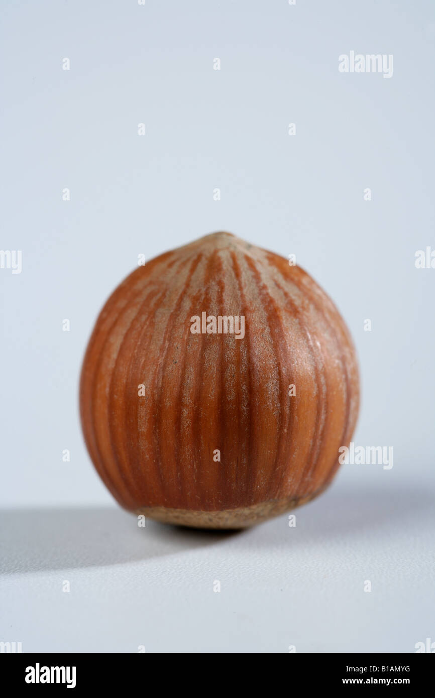 One hazelnut on white background Stock Photo - Alamy
