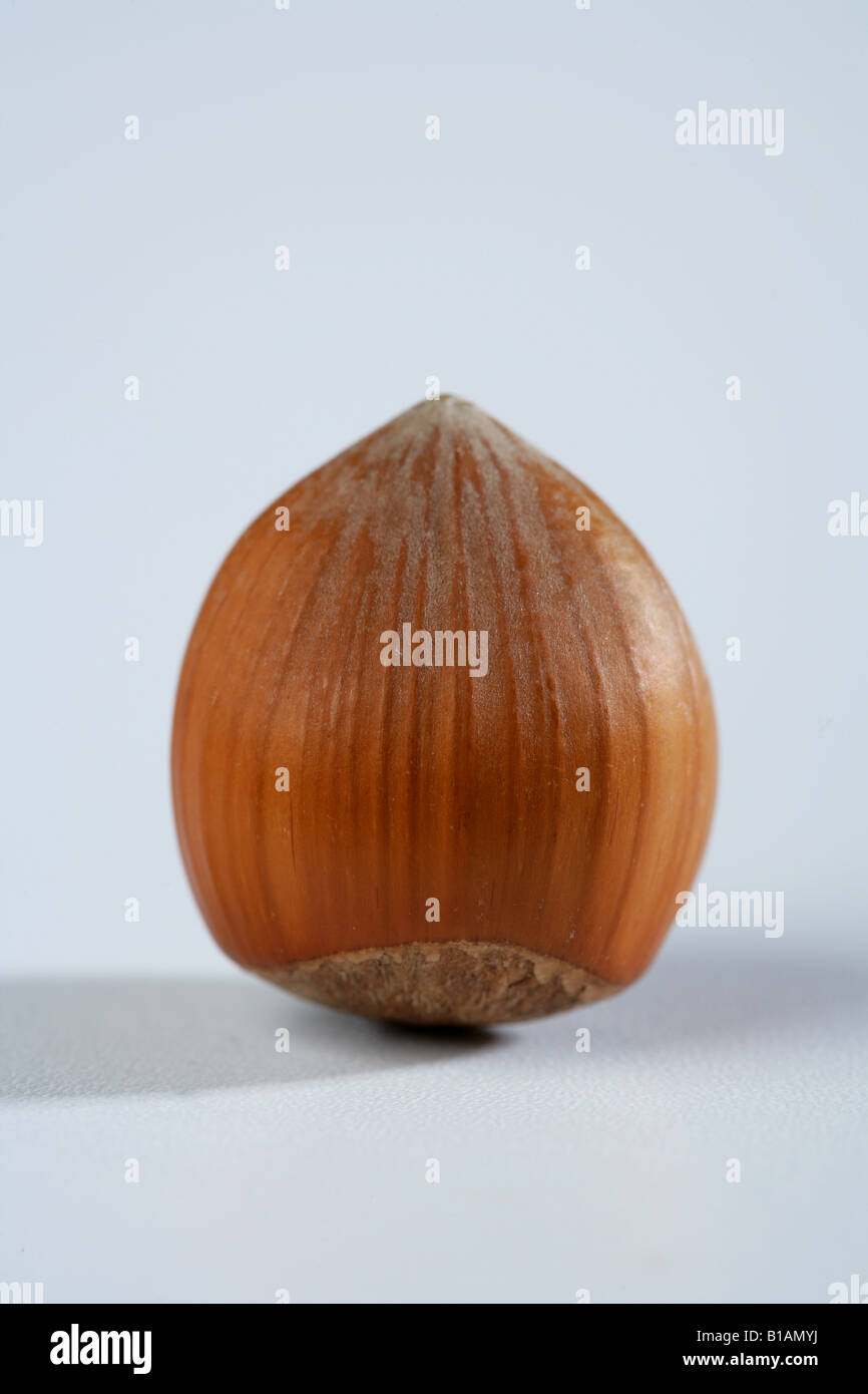 One hazelnut on white background Stock Photo - Alamy
