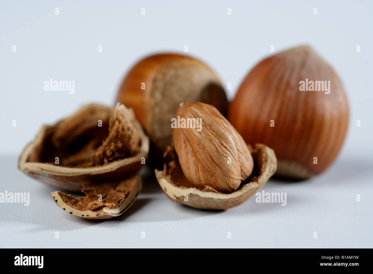 Two whole hazelnuts and one opened on white background Stock Photo - Alamy