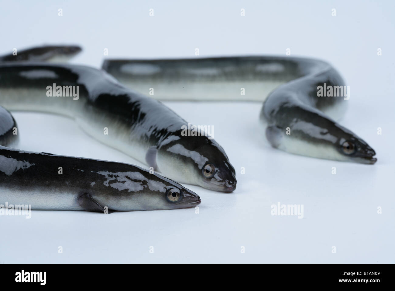 Three alive eels Stock Photo - Alamy