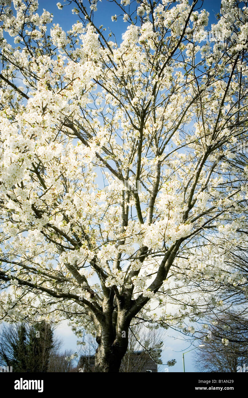 White blossom tree Stock Photo - Alamy