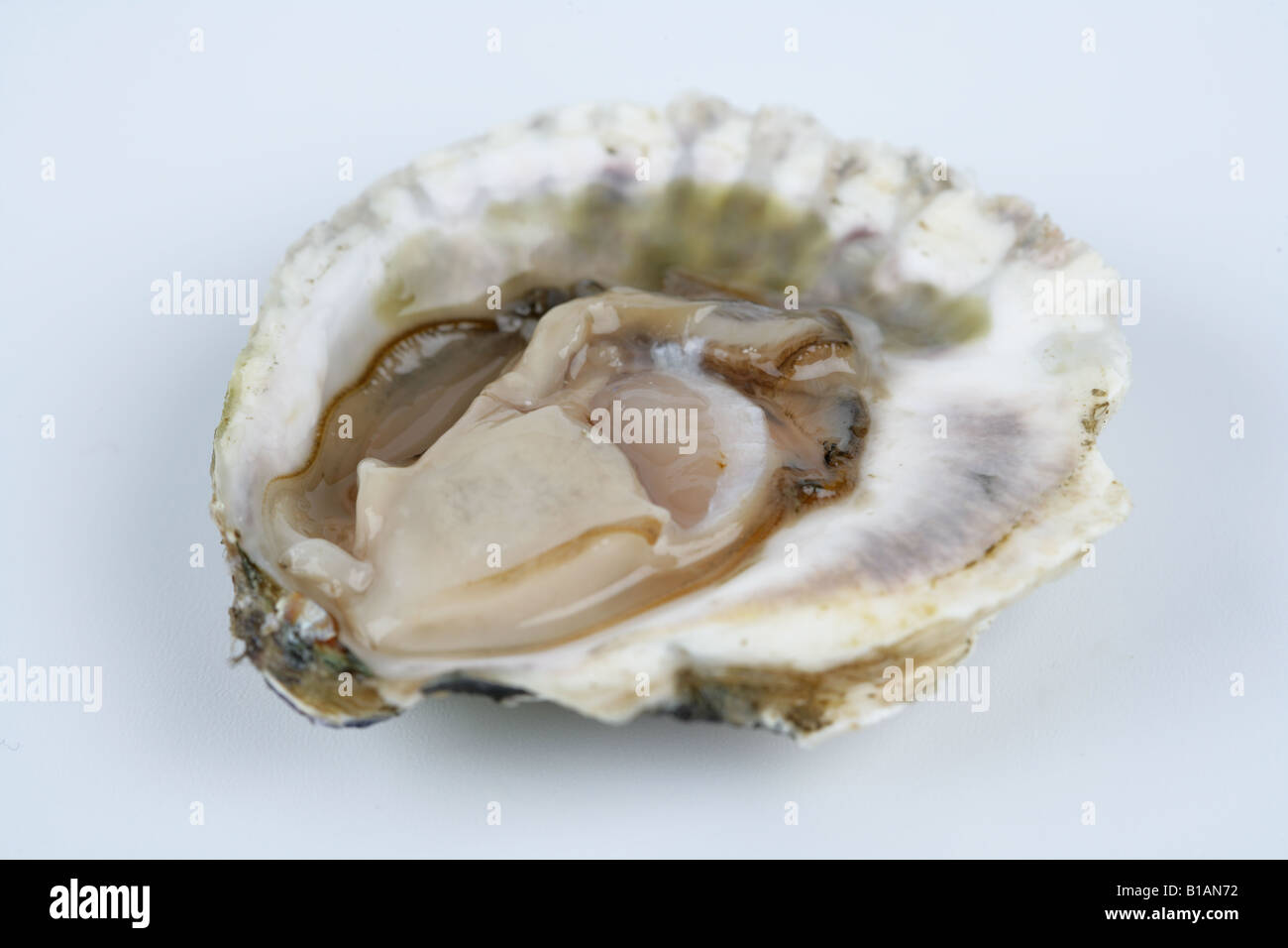 Oyster valves hi-res stock photography and images - Alamy