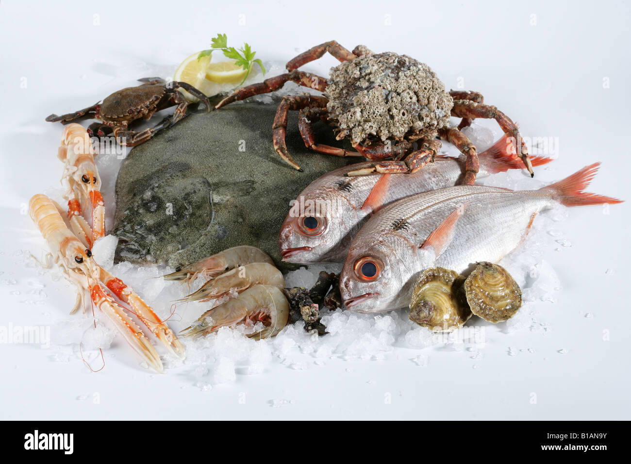 Fresh crayfishes, prawns, spider crab, barnacles, oysters, crab, turbot ...