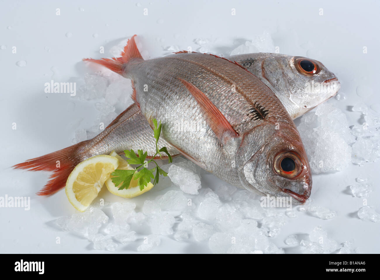 Two fresh sea breams Stock Photo - Alamy