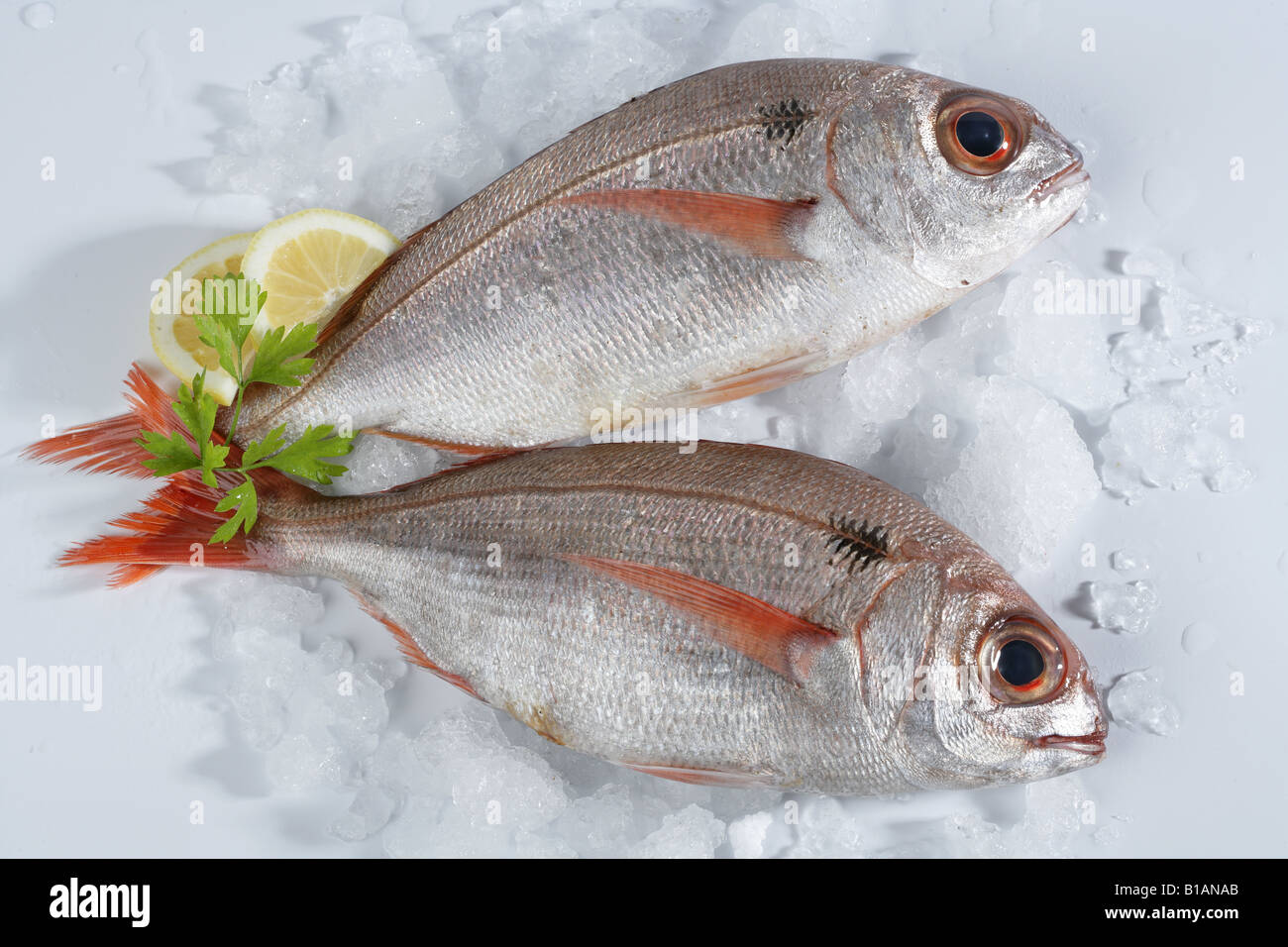 Two fresh sea breams Stock Photo - Alamy