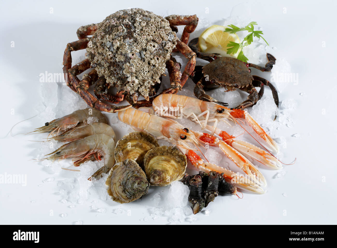 Fresh crayfishes, prawns, spider crab, barnacles, oysters and crab ...