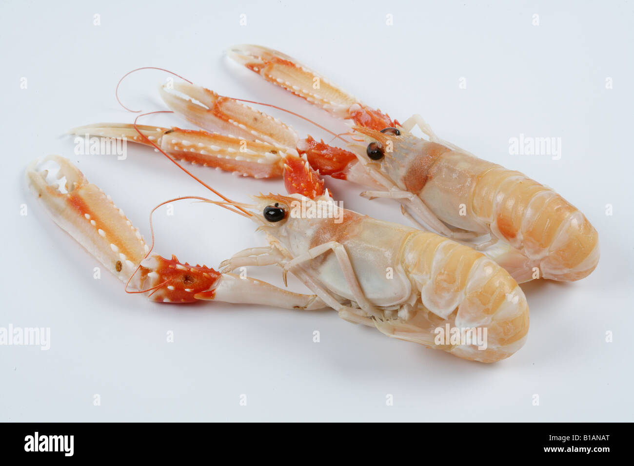 Two fresh crayfishes Stock Photo - Alamy