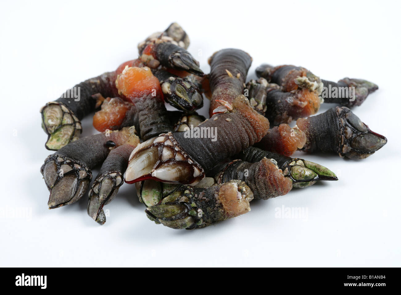 Close up barnacles Cut Out Stock Images & Pictures - Alamy