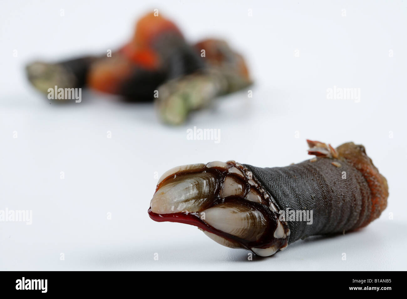 Fresh barnacles at background hi-res stock photography and images - Alamy